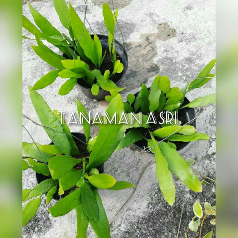 Jual Wijaya Kusuma Varian Bunga Wangi Tanaman Hias | Shopee Indonesia