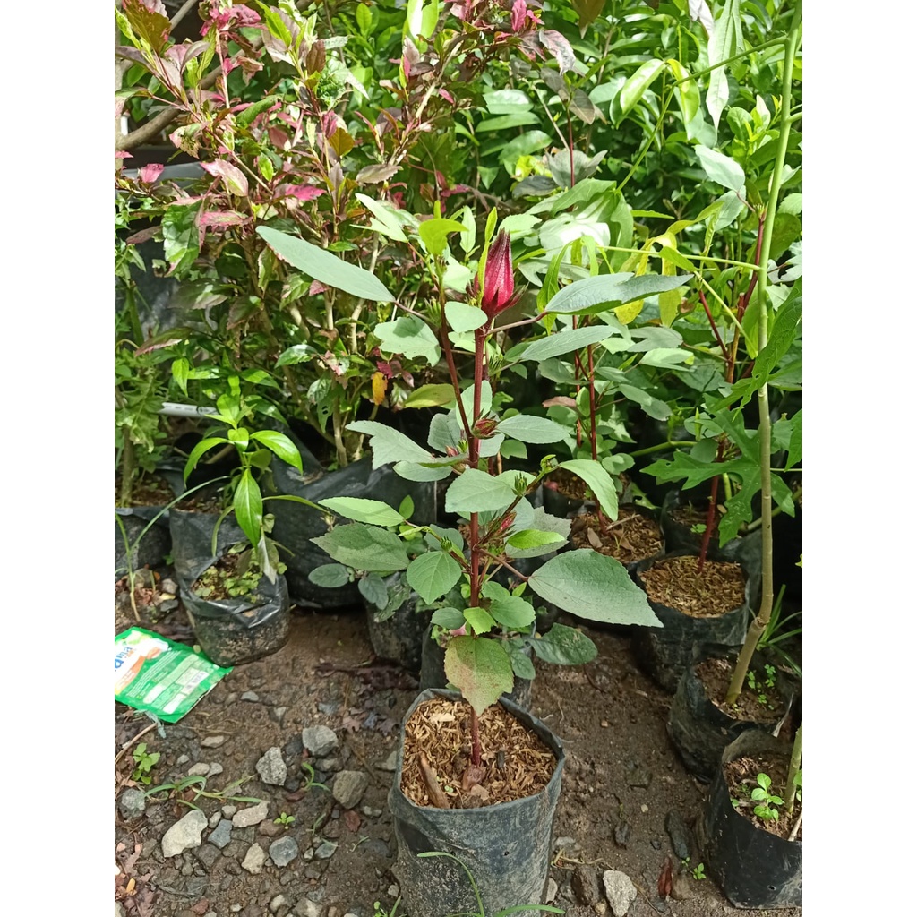 Jual Bibit bunga Rosela rosella | Shopee Indonesia