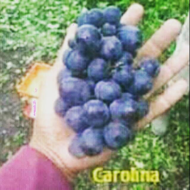 Jual promo 1 paket bibit anggur carolin dan isabel ( isi 5 batang ... Jual promo 1 paket bibit anggur carolin dan isabel ( isi 5 batang ...
