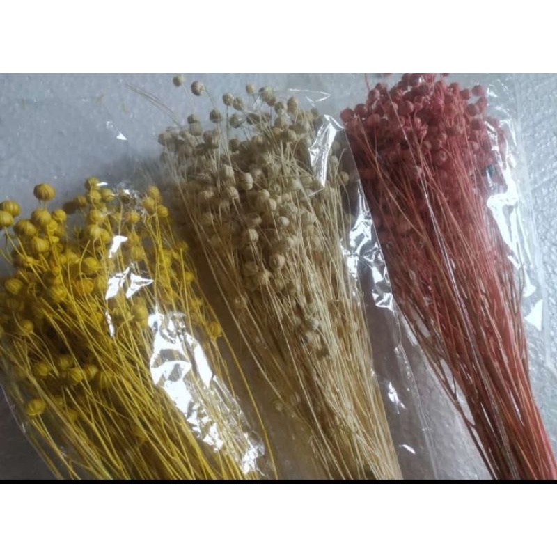 Jual Bunga kering merica hiasan rumah | Shopee Indonesia