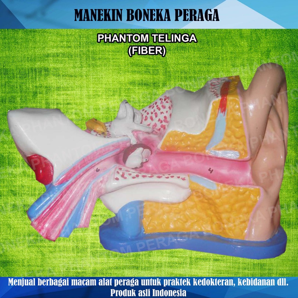 Jual MANEKIN / PHANTOM ANATOMI TELINGA (FIBER) / TORSO / ALAT PERAGA ...