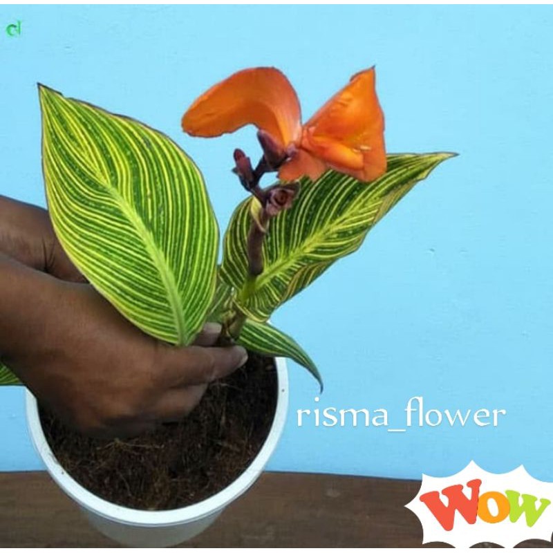 Jual POHON BUNGA KANA VARIGATA (TANAMAN HIAS) | Shopee Indonesia Jual POHON BUNGA KANA VARIGATA (TANAMAN HIAS) | Shopee Indonesia