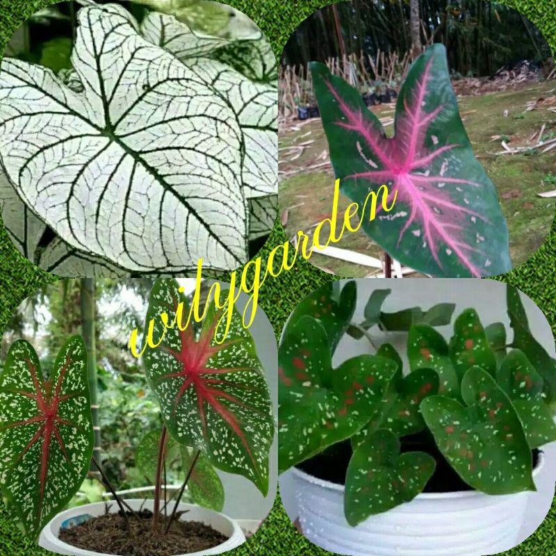 Jual Paket hemat 4 jenis keladi | Caladium | Shopee Indonesia