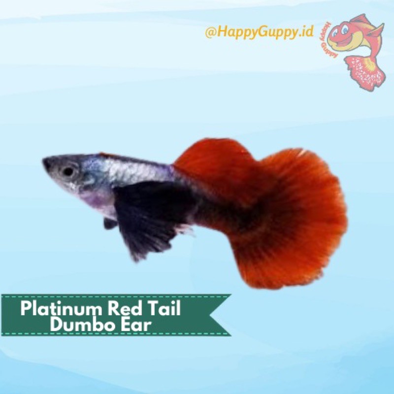 Jual Ikan Hias Guppy Platinum Red Tail Dumbo Ear (PRTDE) | Shopee Indonesia