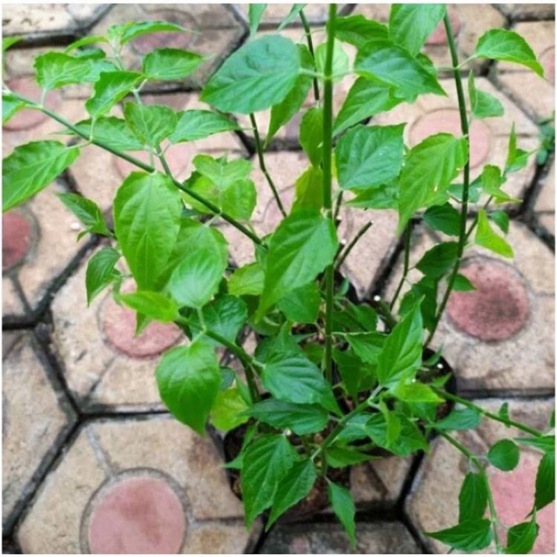 Jual Daun dandang gendis obat herbal diabetes 100 Helai segar | Shopee ...