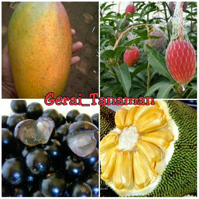 Jual Paket 4 Batang Mangga Anggur Brazil Nangkadak | Shopee Indonesia