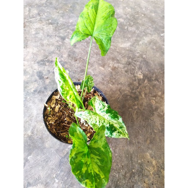 Jual singonium mujito tanaman hias rambat | Shopee Indonesia