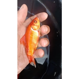 Jual Ikan Komet Slayer Terlengkap & Harga Terbaru Maret 2026 | Shopee ...