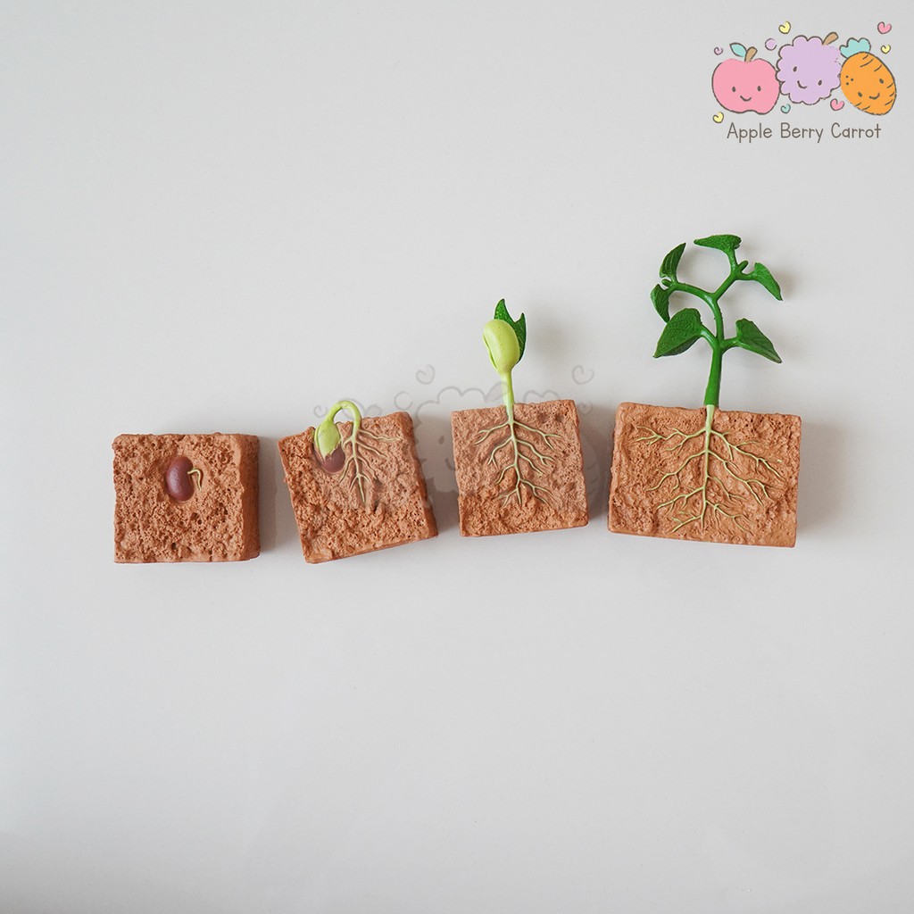 Jual LIFE CYCLE OF GREEN BEAN PLANT SAFARI LTD FIGURINE - BEANS PLANTS ...