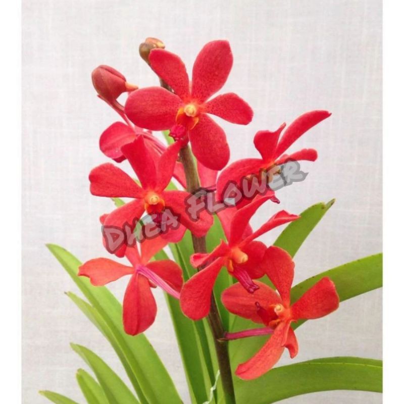 Jual Anggrek Mokara Salaya Red (Dewasa) | Shopee Indonesia