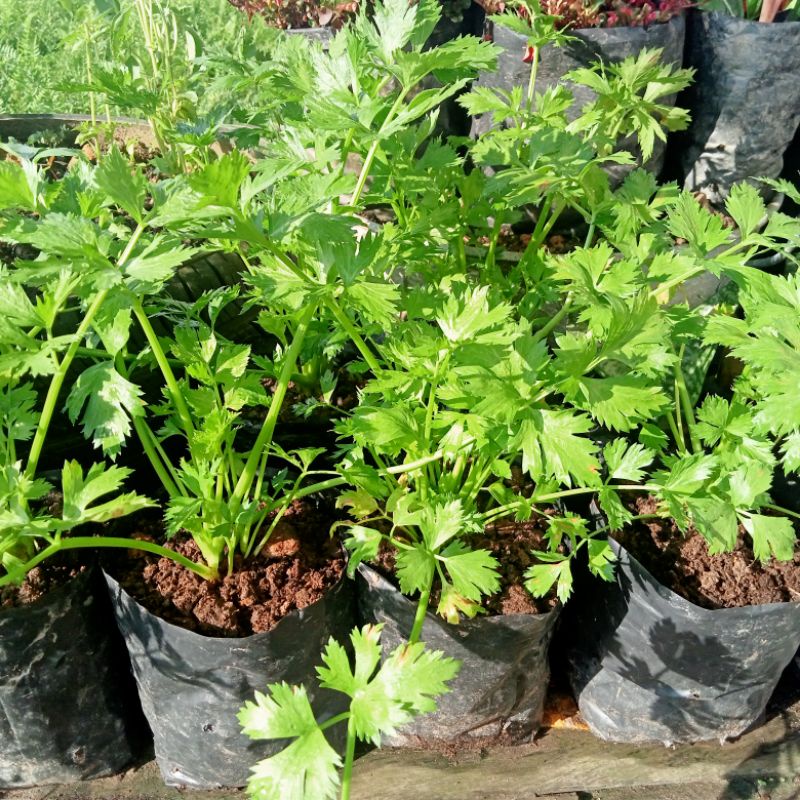 Jual Tanaman daun sop daun seledri tunas sudah sekitar 3-6batang Ready ...