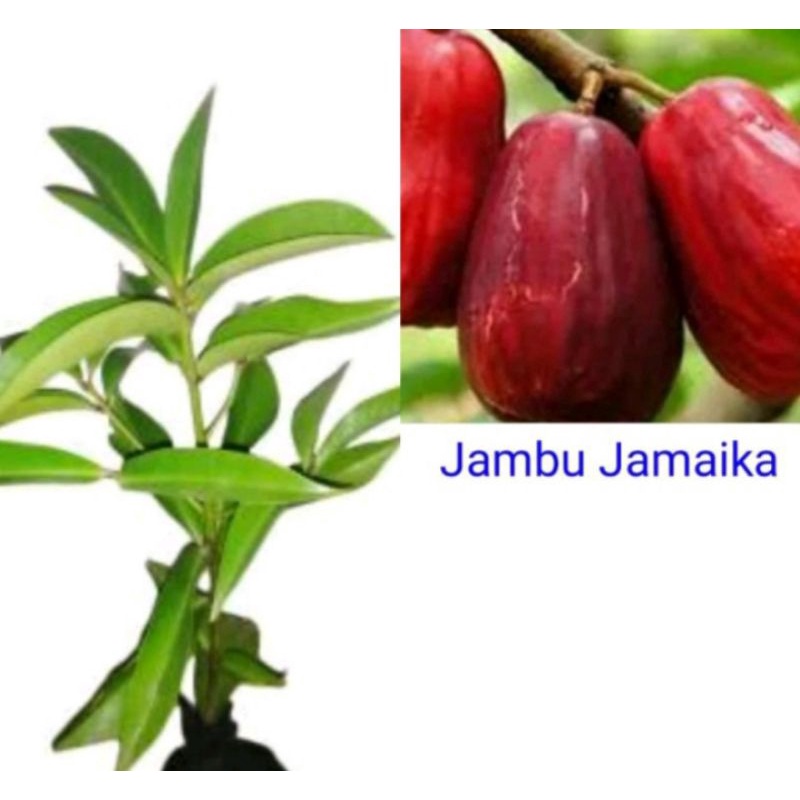 Jual Bibit jambu air darsono jamaika full akar 1 tahun berbuah siap ...