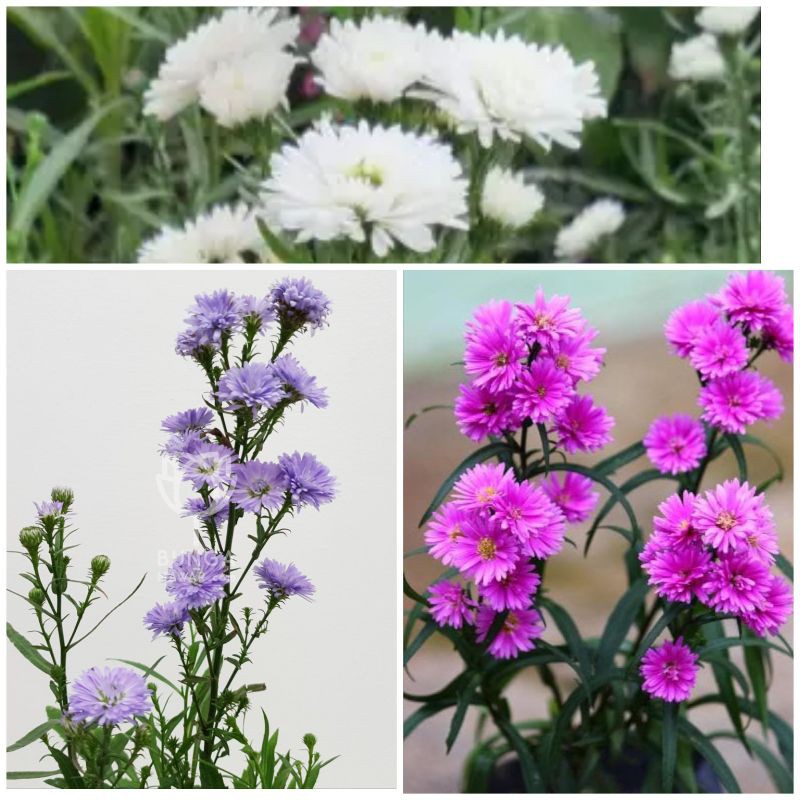 Jual bunga pikok | Shopee Indonesia