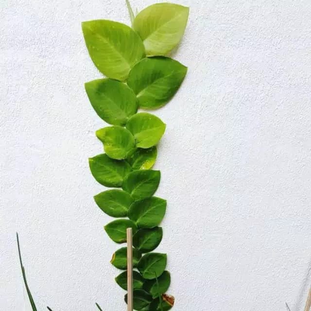 Jual Tanaman hias dollar daun besar pohon rambat | Shopee Indonesia