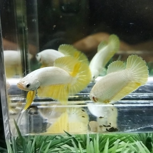Jual SEPASANG/1 PAIR IKAN CUPANG PK YDS/YELLOW DRAGON SNOW 100% ...