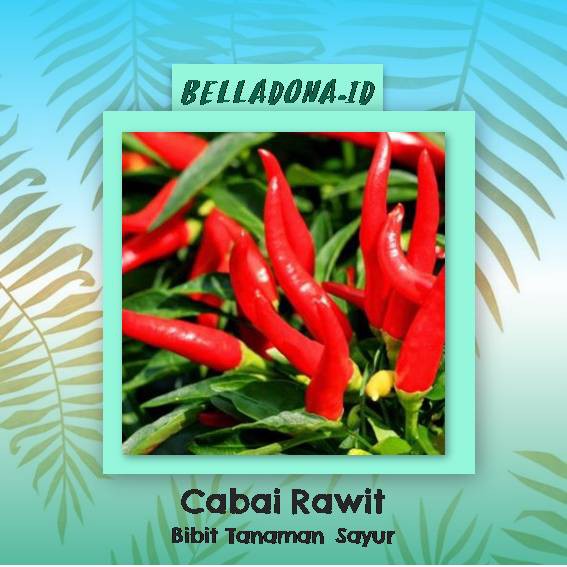 Jual Tanaman Sayur Cabai Rawit | Shopee Indonesia