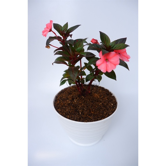 Jual Tanaman Bunga Pacar Air (impatiens hawkeri) - Pacar Hawai Warna ...