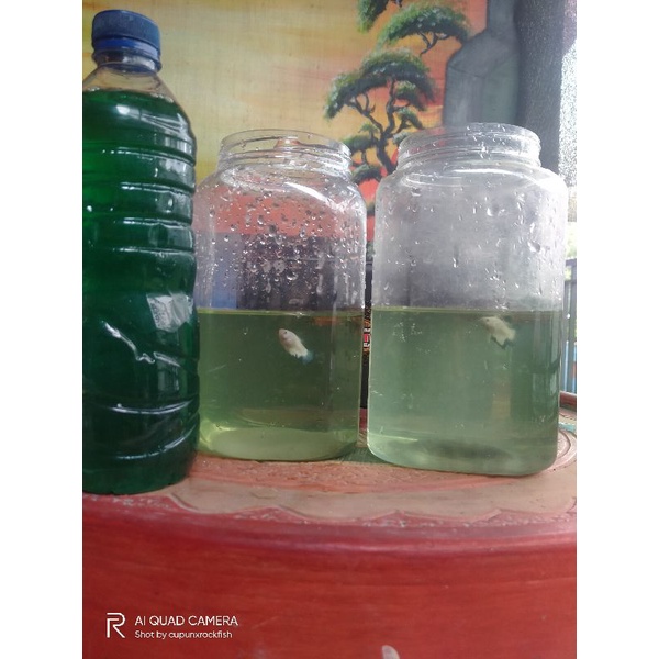 Jual formula pertalite | Shopee Indonesia