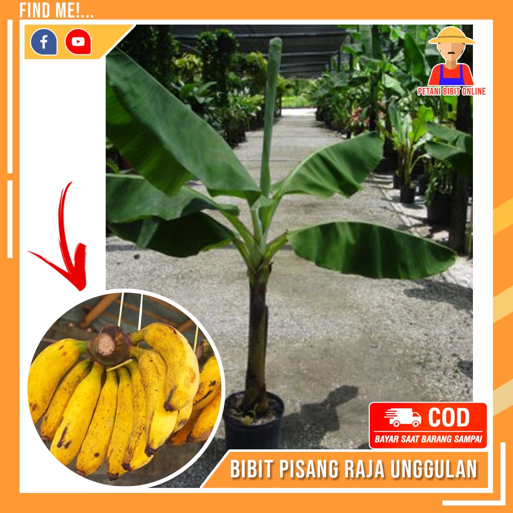 Jual Bibit Pisang Raja Super Bibit Raja Sajen Unggulan | Shopee Indonesia