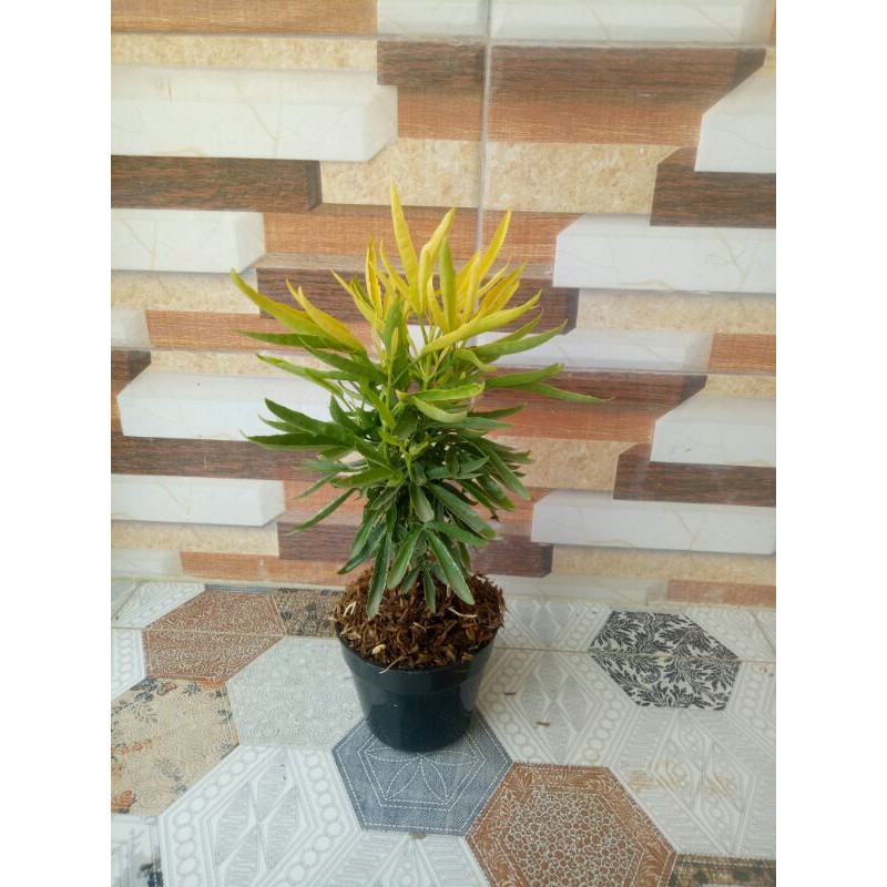 Jual bunga Zodia (pengusir nyamuk dan serangga)dikirim sama pot ...