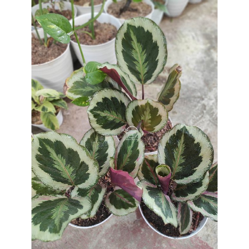 Jual Calathea Marion / Calathea | Shopee Indonesia