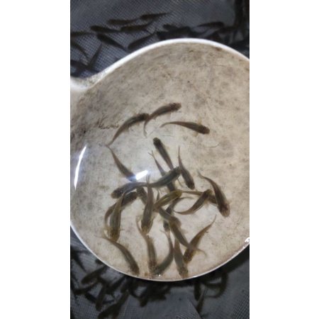 Jual paket ikan terapi garra rufa 100 ekor / garrarufa turki | Shopee ...