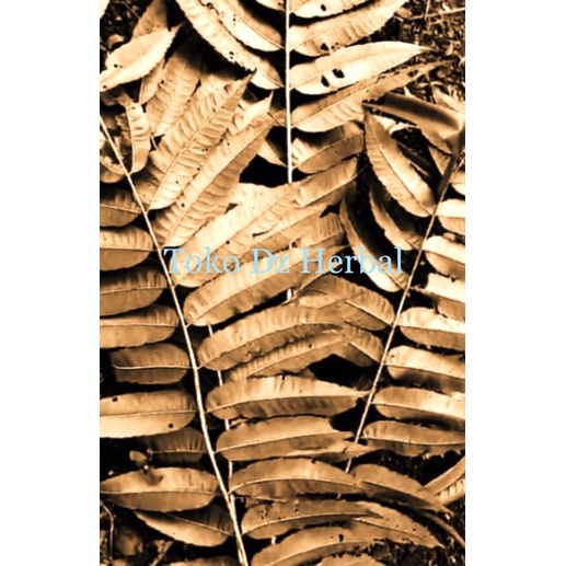 Jual Daun suren / daun surian kering | Shopee Indonesia