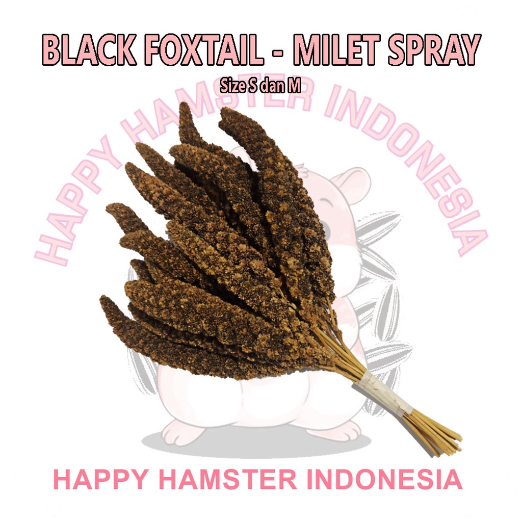 Jual Black Foxtail Millet spray | Treats for Hamster bird | Jewawut ...