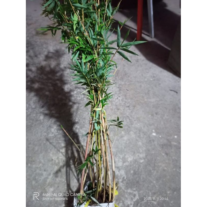 Jual Bambu Kuning Mini - Keindahan Alam dalam Genggaman Anda | Shopee ...