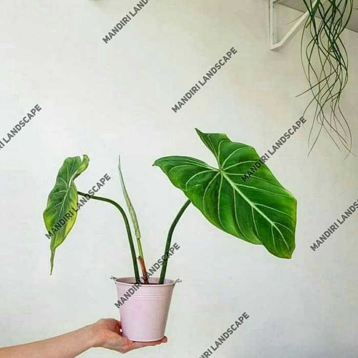 Jual Tanaman Hias Philo Gloriosum - Philodendron Gloriosum .siap ...