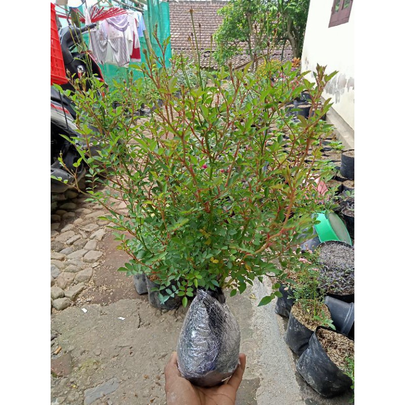 Jual BUNGA BABY ROSE 3 POHON INDUKAN PALING LARIS | Shopee Indonesia