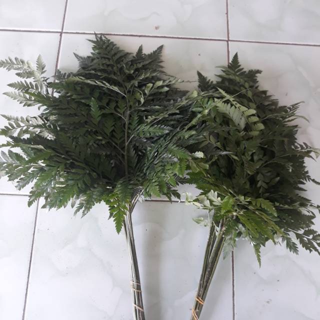 Jual Daun Leatherleaf/ daun pakis asli per 1 ikat (isi 10 biji ...