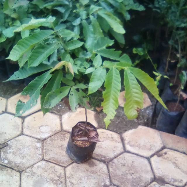 Jual BIBIT BUAH MATOA 1 METER - AGRO WISATANI | Shopee Indonesia