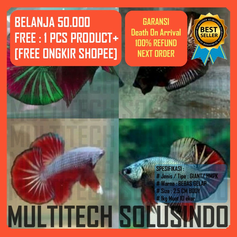 Jual anakan burayak ikan cupang giant hmpk SNI besgel ekor lebar ...