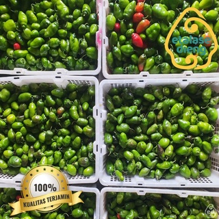 Jual Cabai / Cabe Gendot / Cabe Dieng / Cabe Gendut / Habanero / Cabe ...