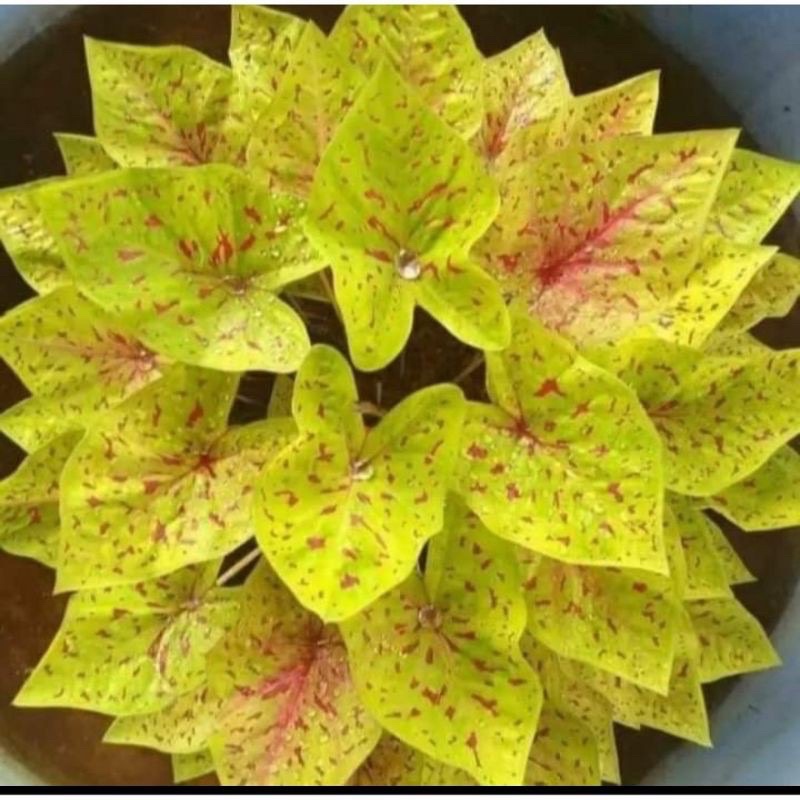 Jual ASLI caladium leopard kuning / umbi leopard / keladi cantik ...