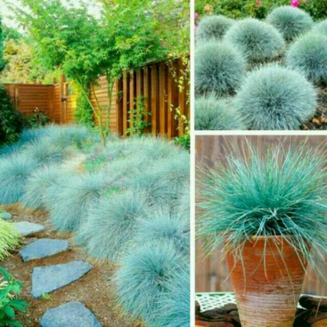 Jual Tanaman hias rumput biru - festuca glauca | Shopee Indonesia