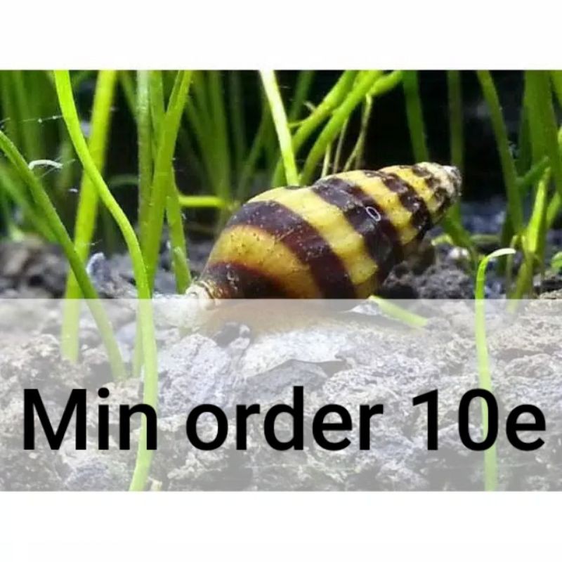 Jual Siput Keong Pembunuh Assasin Assassin Snail Clea Helena Air Tawar ...