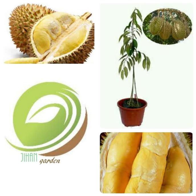 Jual R3stock bibit tanaman buah duren bawor kaki tiga/pohon durian bawor mas kaki 3 Restock ...