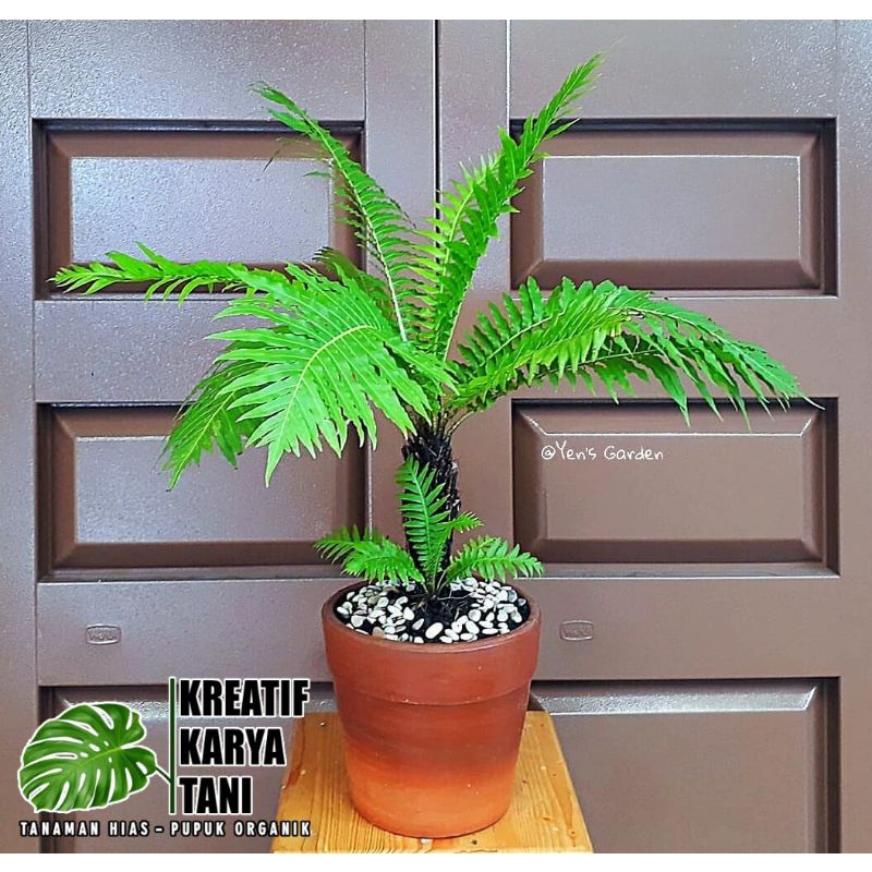 Jual Tanaman hias pakis jibung - Pakis jibun - Tanaman pakis jepang ...