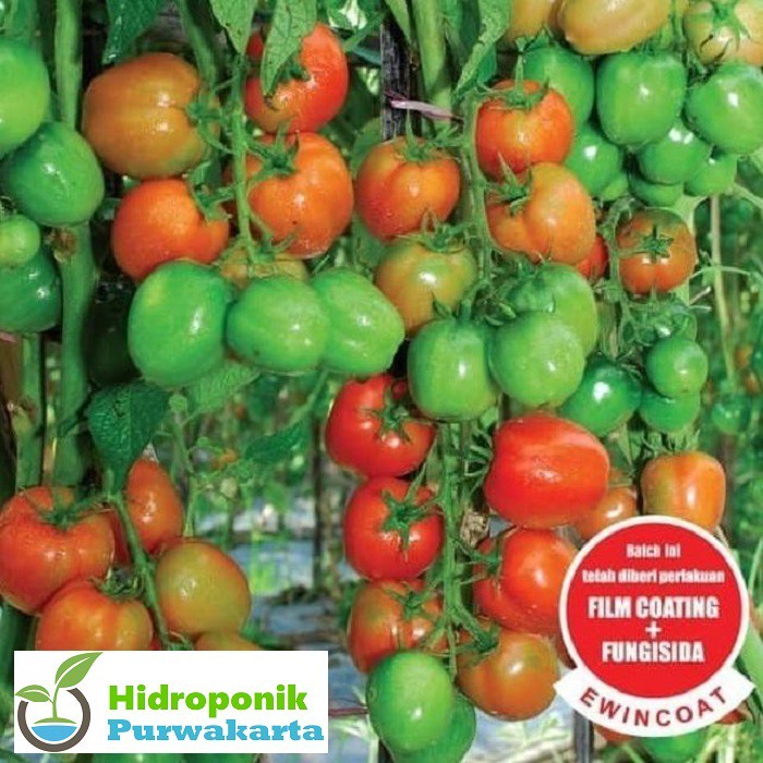 Jual BENIH TOMAT HIBRIDA TANTYNA F1 ISI 60 BUTIR ORIGINAL PACKING CAP ...