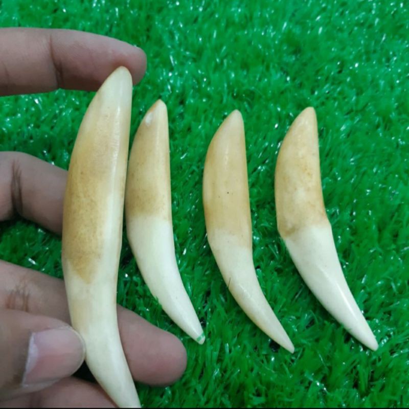 Jual taring macan kalimantan | Shopee Indonesia