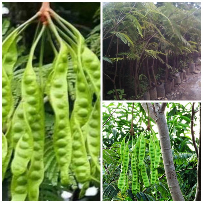 Jual pohon petai padi super tinggi 2 meter / pohon pete hibrida OKULASI ...