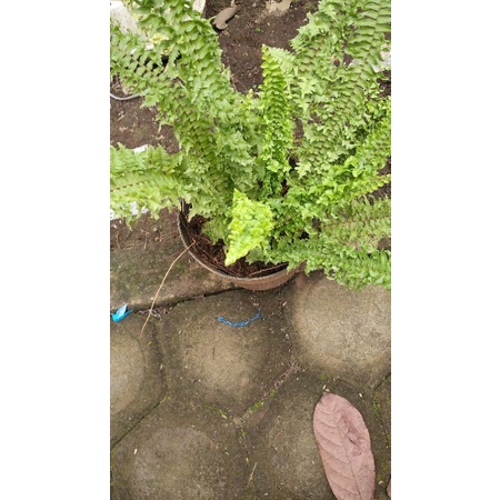 Jual tanaman pakis kriting/gunung | Shopee Indonesia