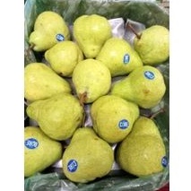 Jual Pir Pakam/Pir Jambu | Shopee Indonesia