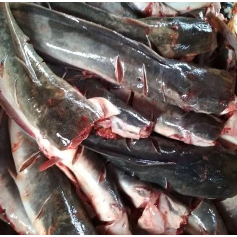 Jual IKAN LELE SEGAR 500gr | Shopee Indonesia