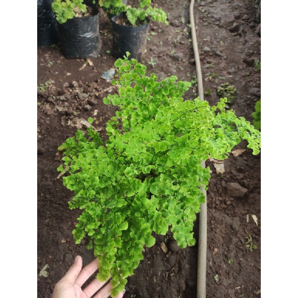 Jual tanaman hias daun supril marsas mini | Shopee Indonesia