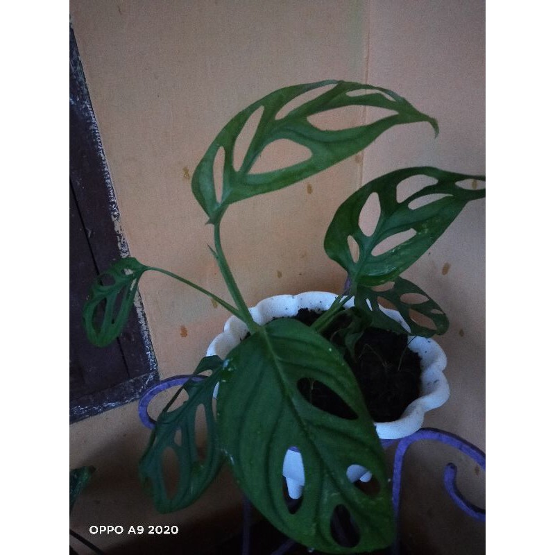 Jual bunga janda bolong (janbol) | Shopee Indonesia