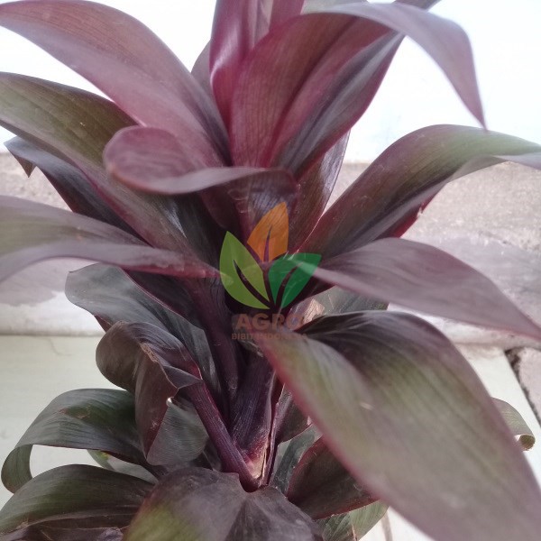 Jual Tanaman Andong Merah asal Stek | Shopee Indonesia