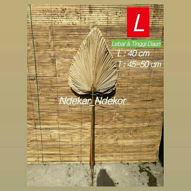 Jual Dried palm || Daun kering || Daun palem || Daun rustic | Shopee ...